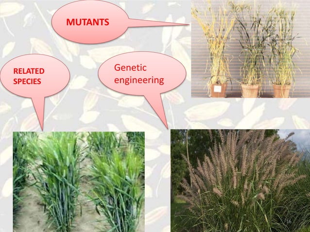 Breeding for Salt tolerance | PPT