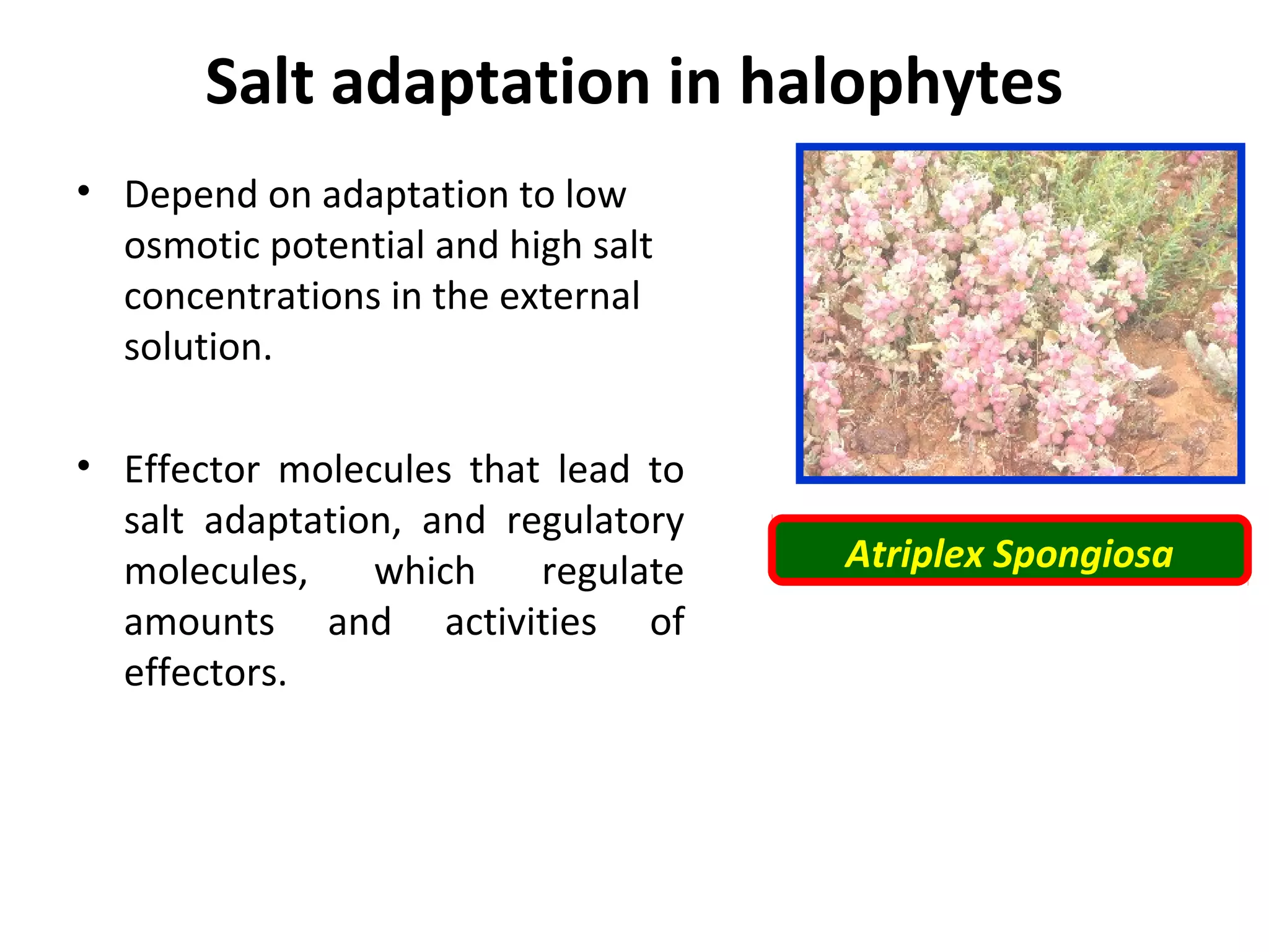 Salt tolerance in Halophytes & Glycophytes | PPT
