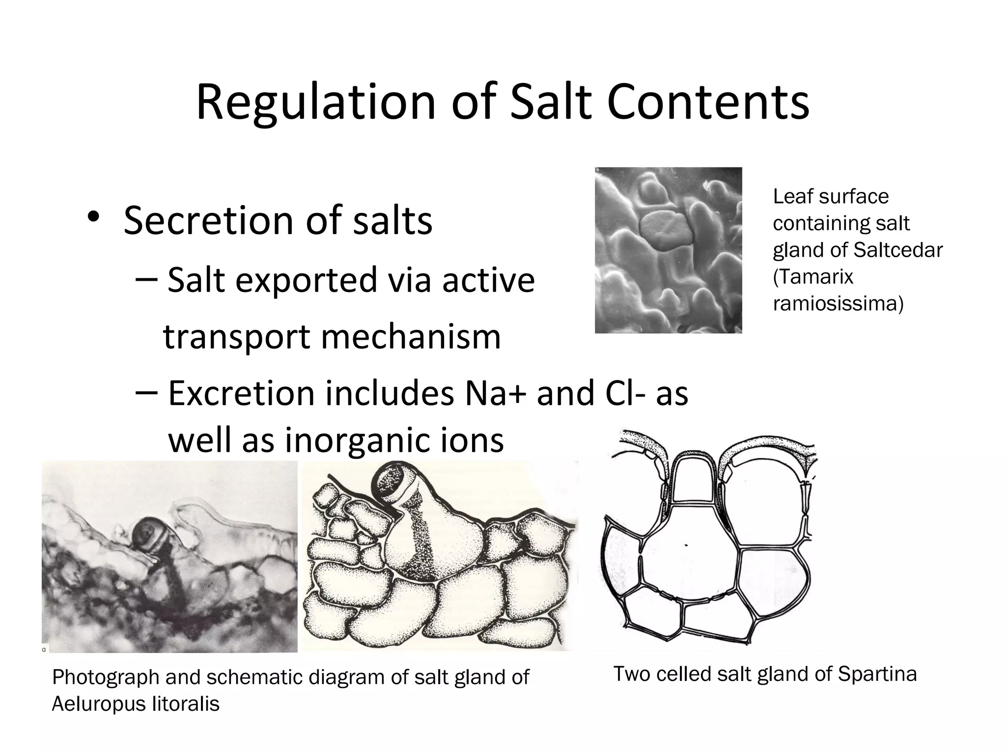 Salt tolerance in Halophytes & Glycophytes | PPT