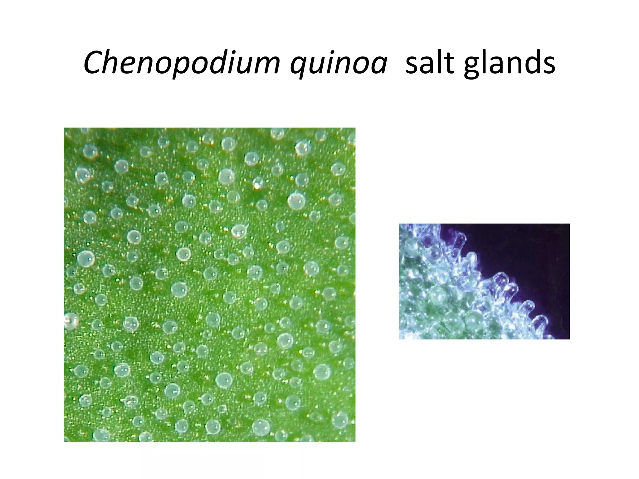 Salt tolerance in Halophytes & Glycophytes | PPT
