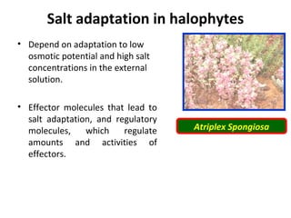 Salt tolerance in Halophytes & Glycophytes | PPT