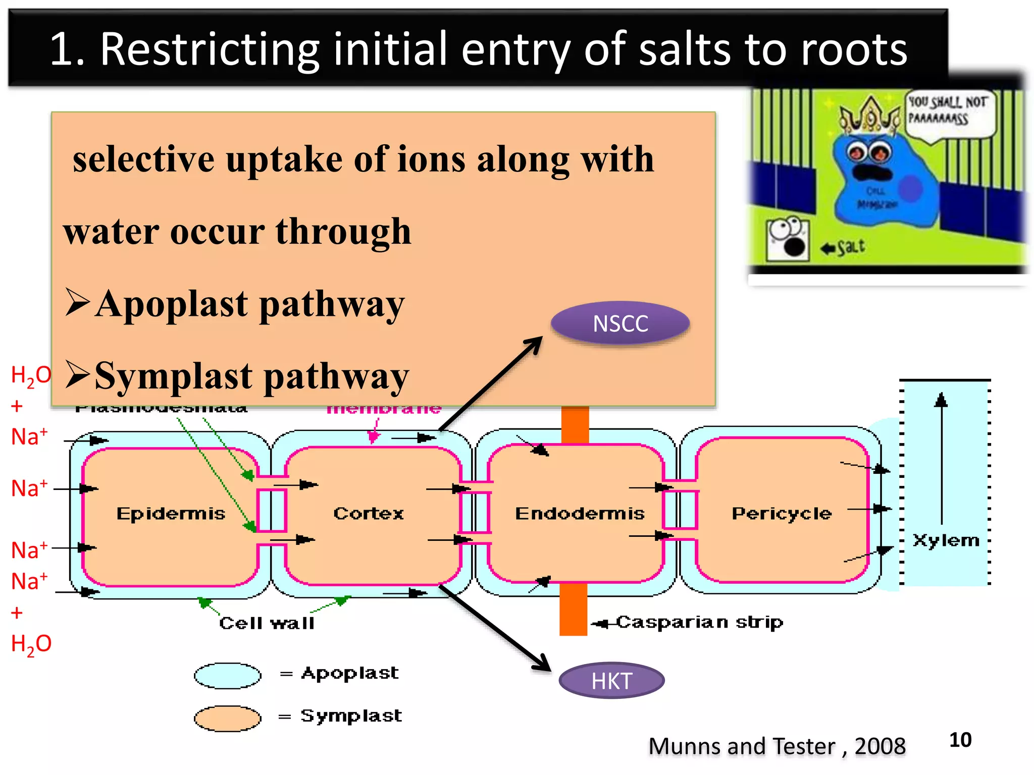 Salt tolerance Mechansims.pptx