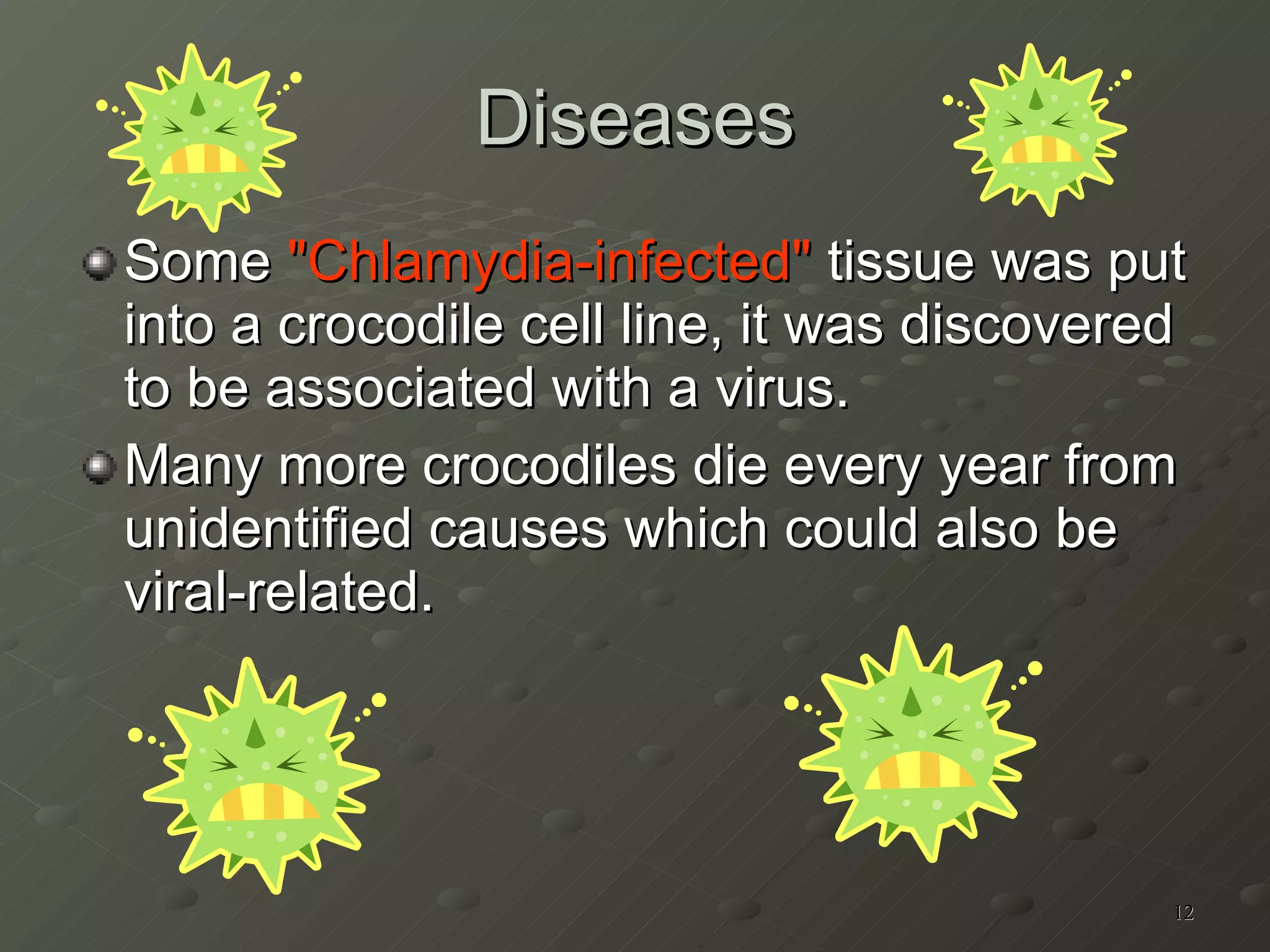 Saltwater crocodile | PPT