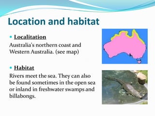 Salt water crocodile | PPTX