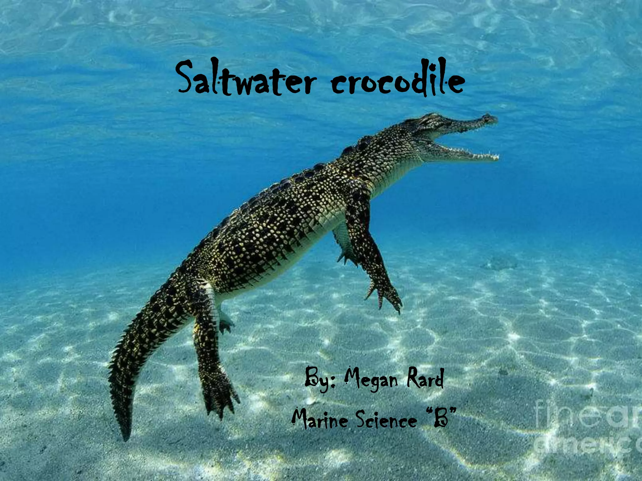 Saltwater crocodile | PPTX