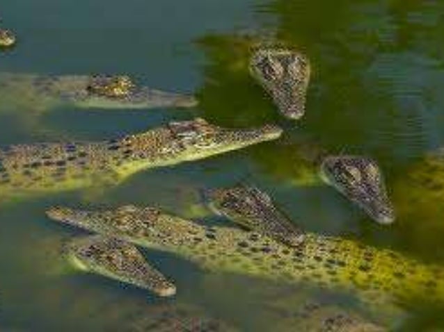 Saltwater crocodile | PPT