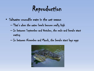 Saltwater crocodile | PPT