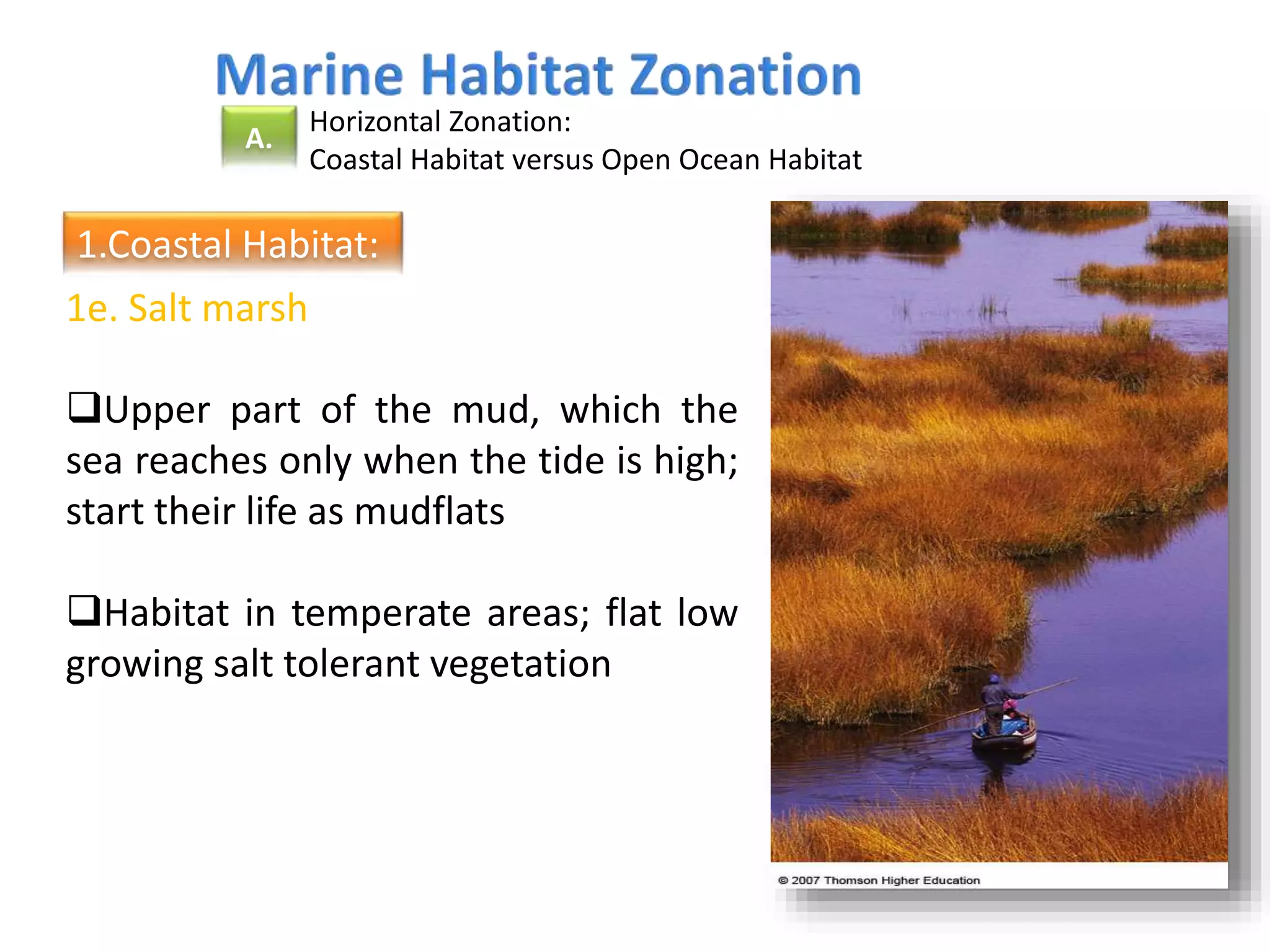 Saltwater Ecosystem | PPTX