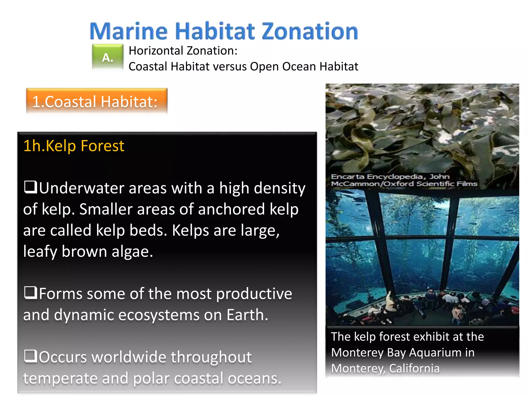 Saltwater Ecosystem | PPTX