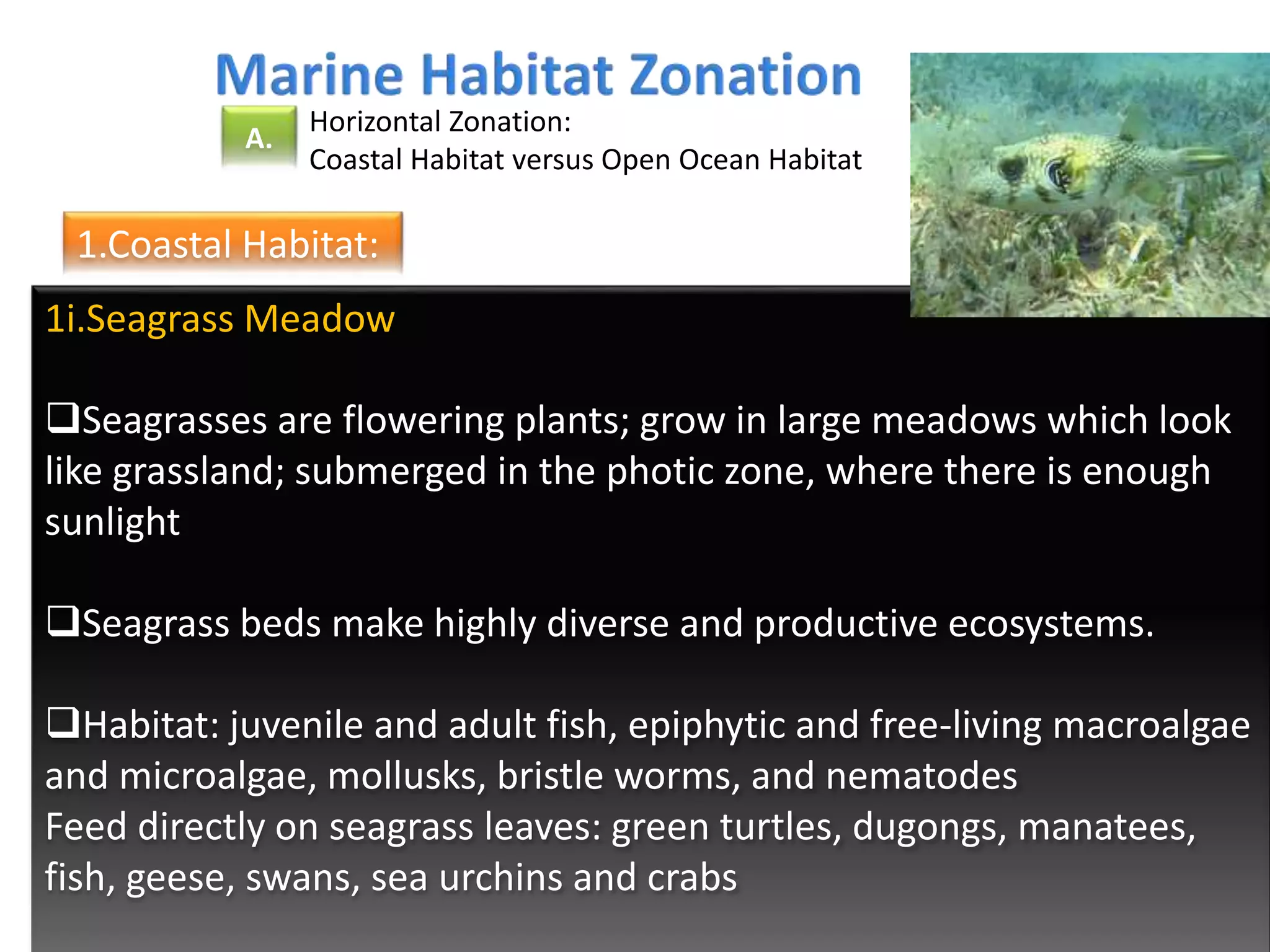 Saltwater Ecosystem | PPTX