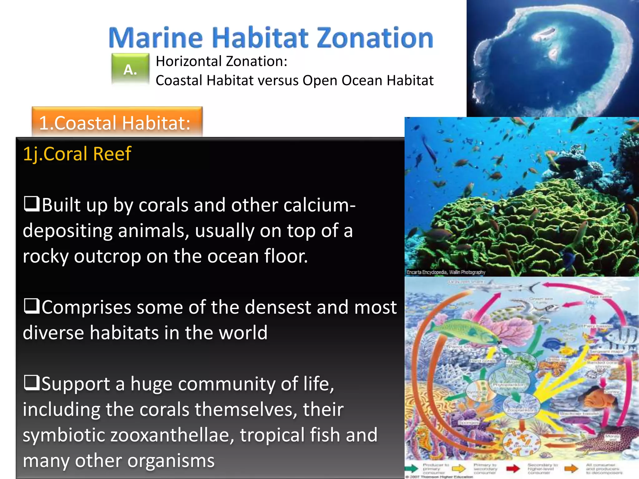 Saltwater Ecosystem | PPTX