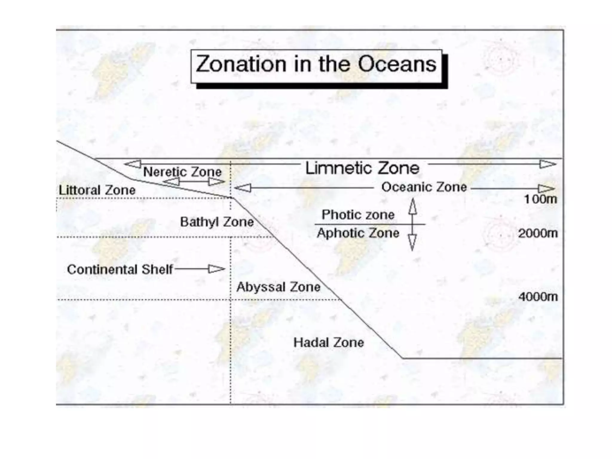 Saltwater Ecosystem | PPTX