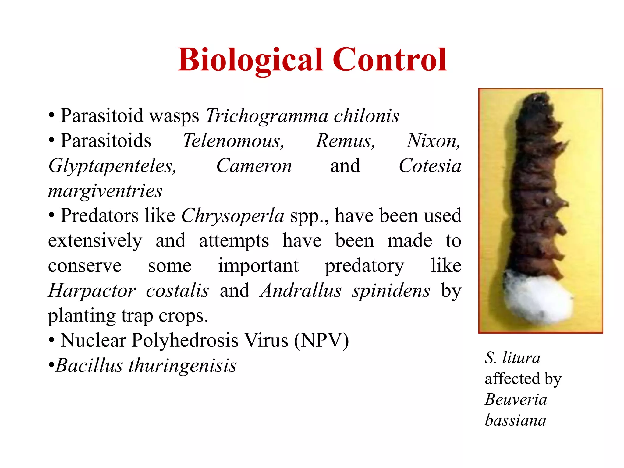 Biological control approaches in tomato pests | PPTX