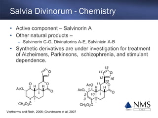 Salvia: Effects, Legal Status and Analysis | PPT