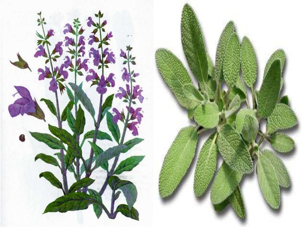 Salvia officinalis