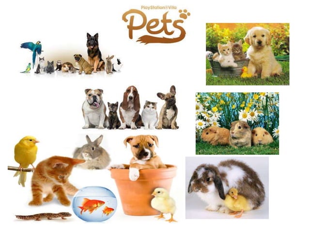 Sam. powerpoint | PPT