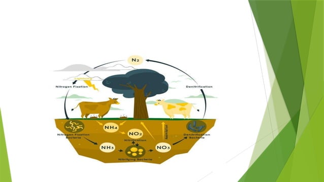 Soil and agricultural microbiology -ammonification | PPTX