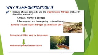 Soil and agricultural microbiology -ammonification | PPTX