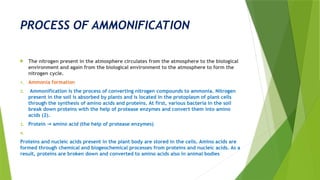 Soil and agricultural microbiology -ammonification | PPTX