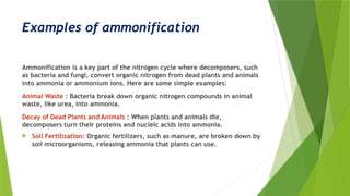 Soil and agricultural microbiology -ammonification | PPTX