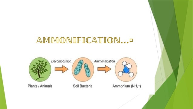 Soil and agricultural microbiology -ammonification | PPTX