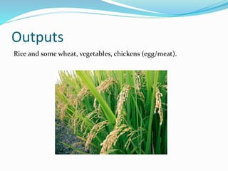 Geography-Subsistence rice farming in the lower ganges valley | PPTX