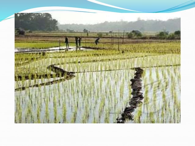 Geography-Subsistence rice farming in the lower ganges valley | PPTX ...