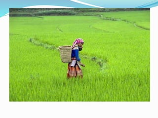 Geography-Subsistence rice farming in the lower ganges valley | PPTX