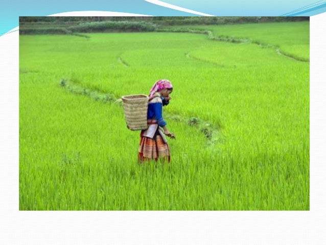 Subsistence Farmer Rice