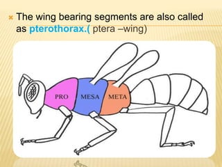 INSECTS | PPTX