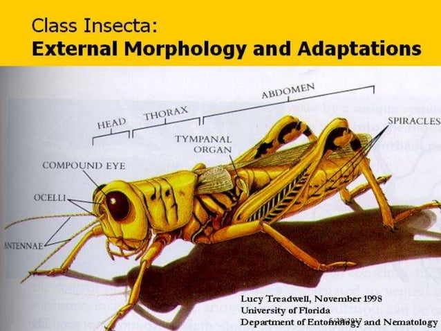 INSECTS | PPTX