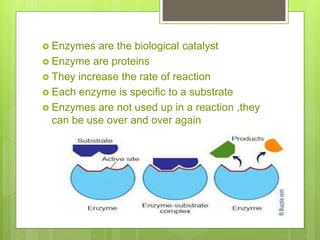 Factor effecting the rate enzyme catalysed reactions | PPTX