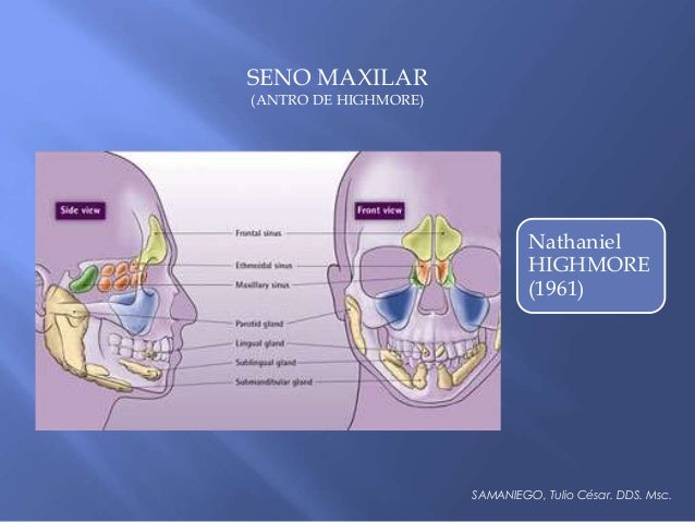 ELEVACIÓN DE PISO DE SENO MAXILAR: Consideraciones Anatómicas y Clíni…