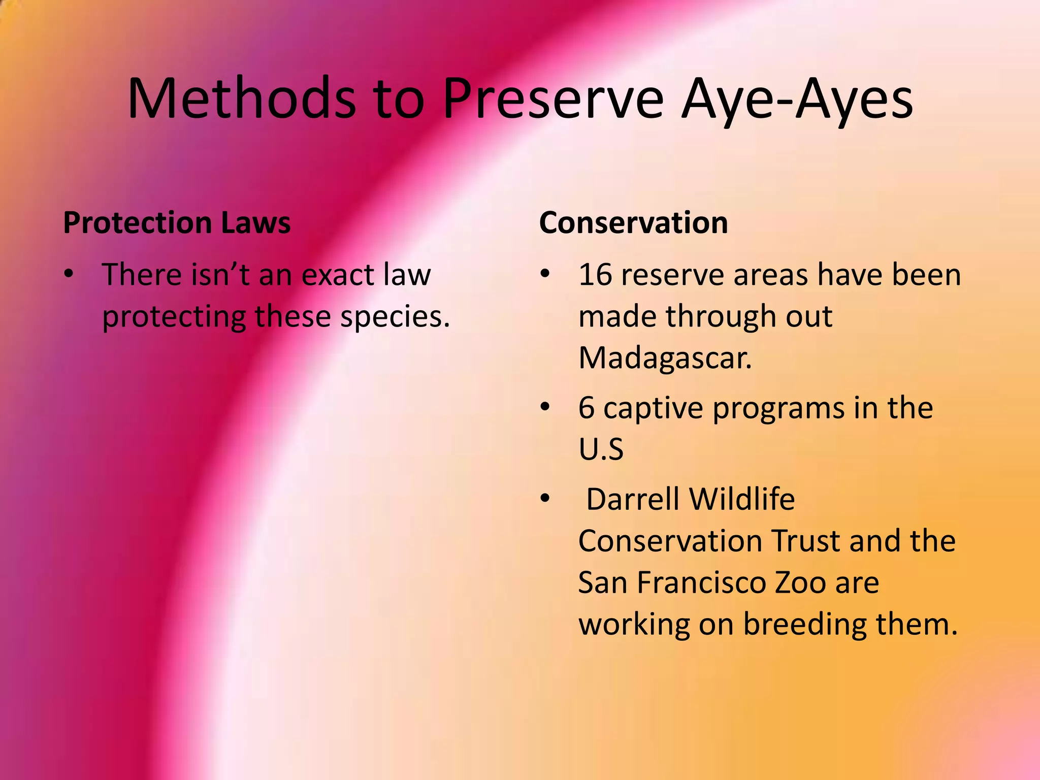 Aye Aye | PPTX