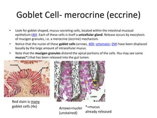 Samantha Blum histo study guide 1 | PPTX