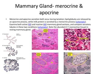 Samantha Blum histo study guide 1 | PPTX