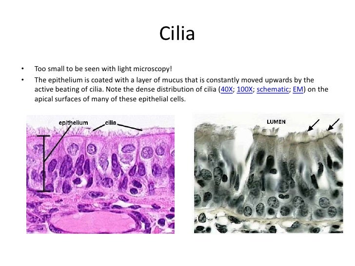 Samantha Blum histo study guide 1