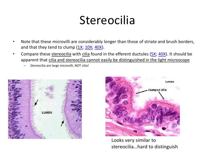 Samantha Blum histo study guide 1