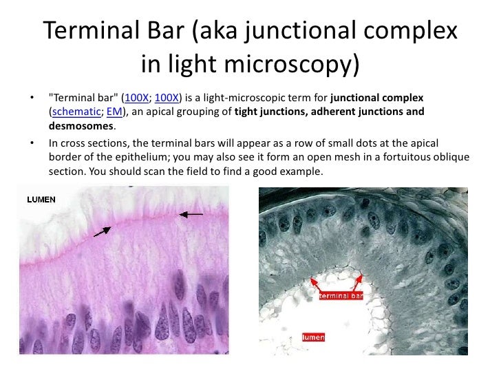Samantha Blum histo study guide 1