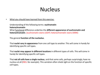 Samantha blum histo study guide 1 | PPT