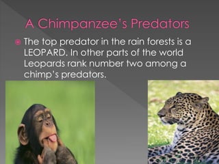 Samantha's powerpoint | PPTX
