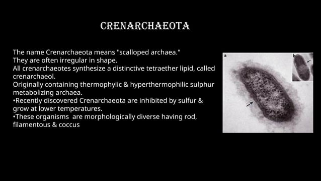 archaebacteria earliest life form microbiology | PPT