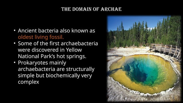 archaebacteria earliest life form microbiology | PPT