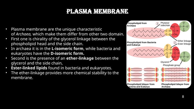 archaebacteria earliest life form microbiology | PPT