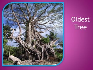 Philippines : Samar's Geography | PPTX