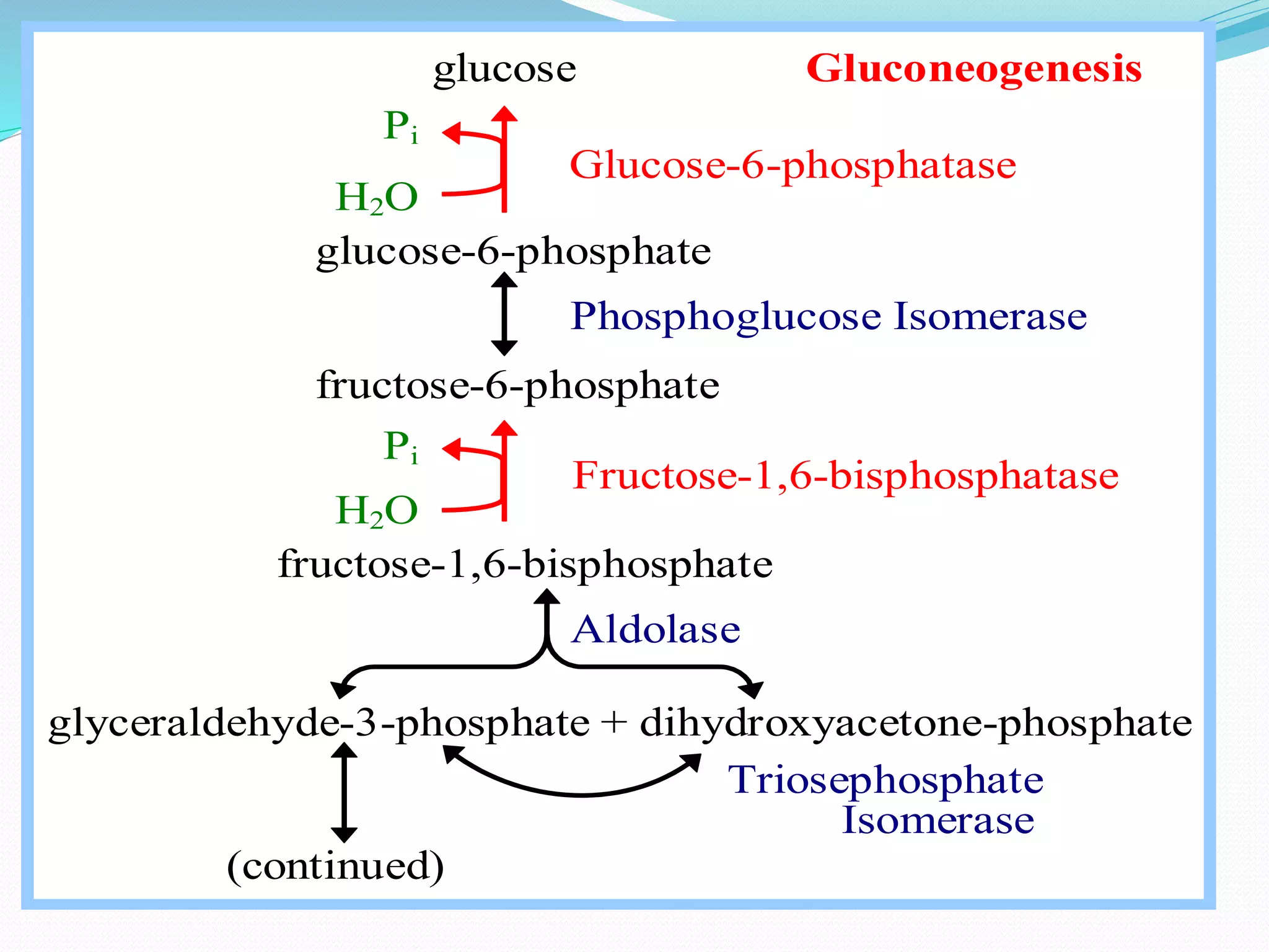 biosynthesis of polysaccharides | PPTX