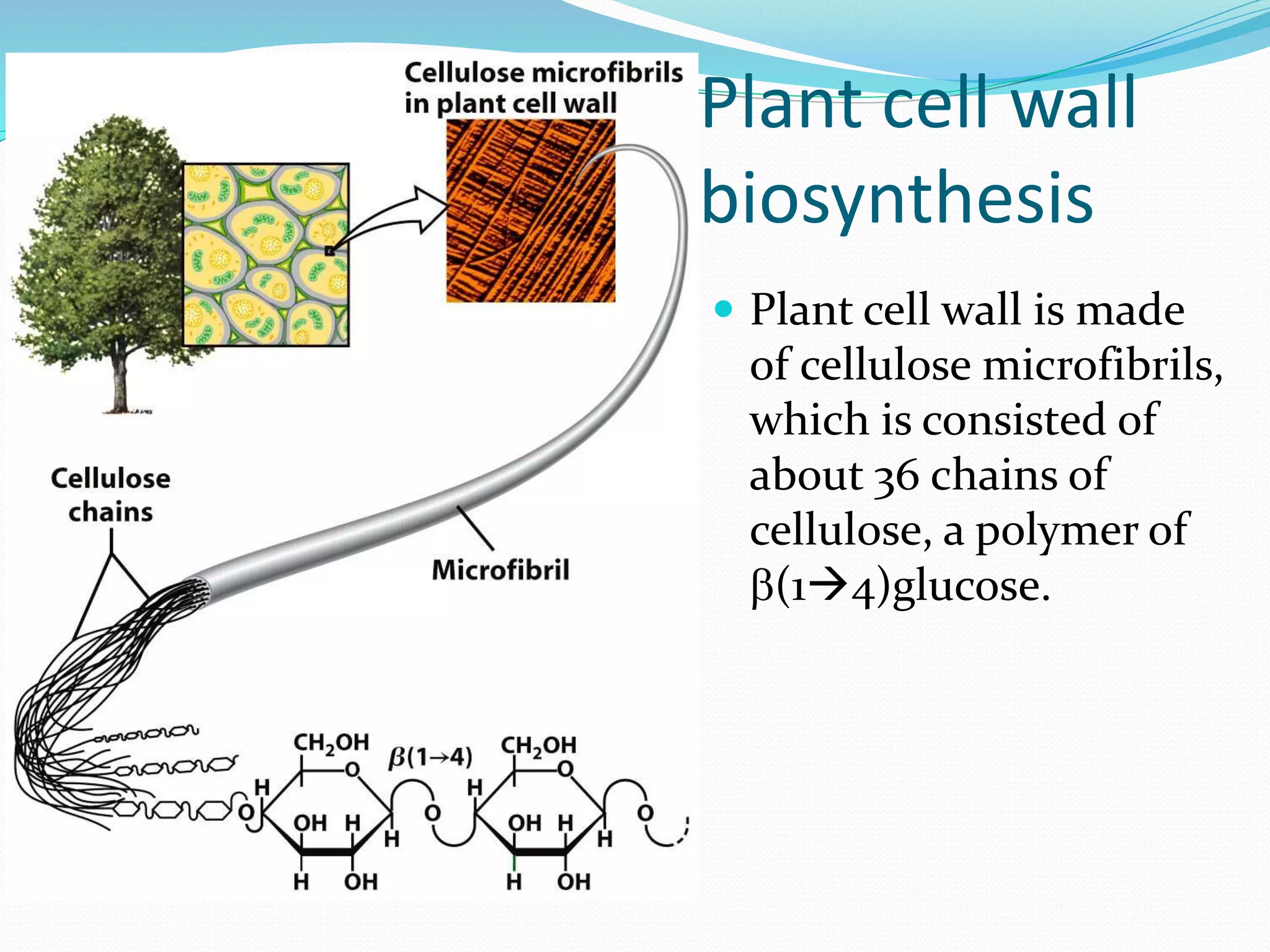 biosynthesis of polysaccharides | PPTX