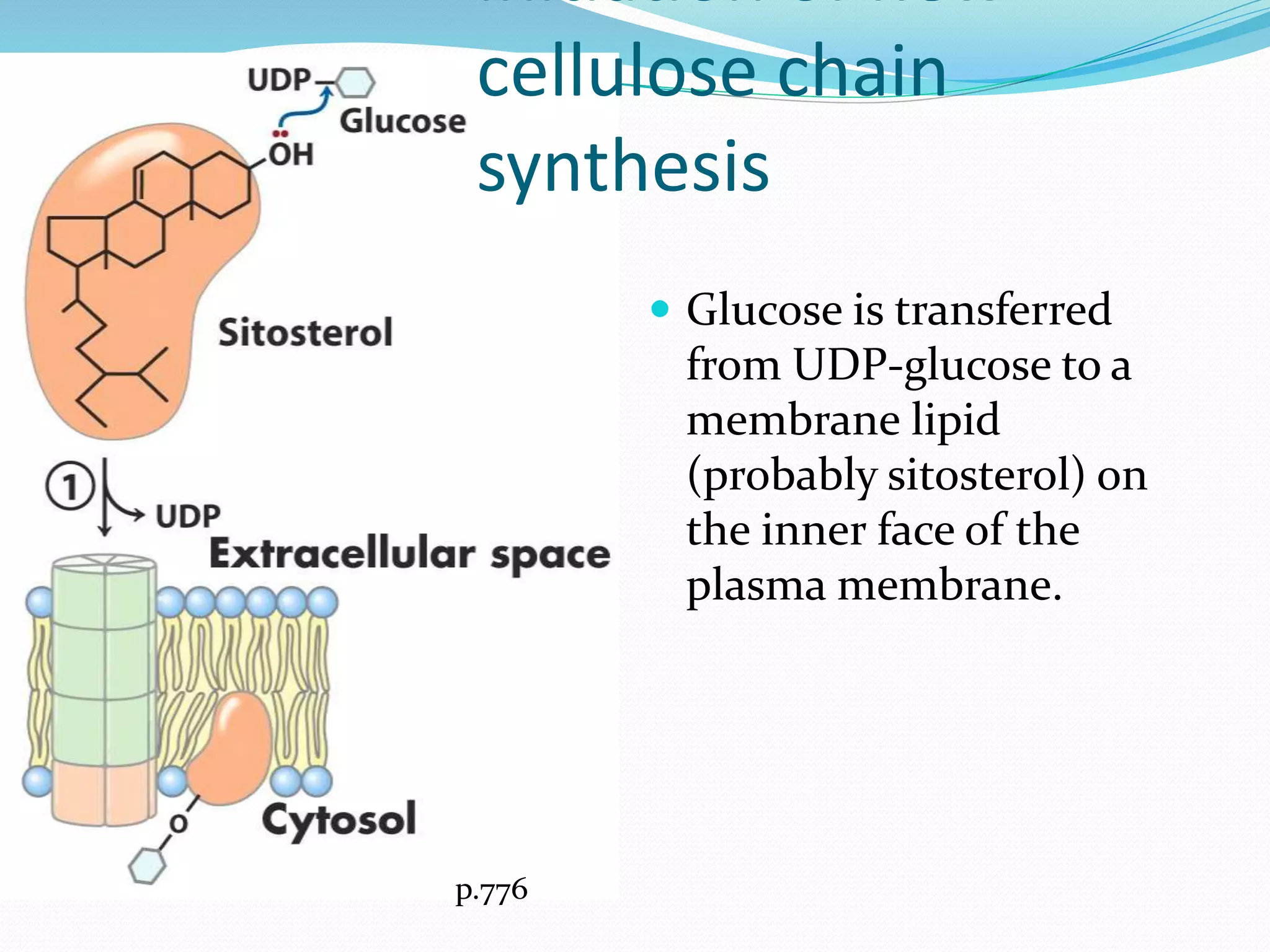 biosynthesis of polysaccharides | PPTX