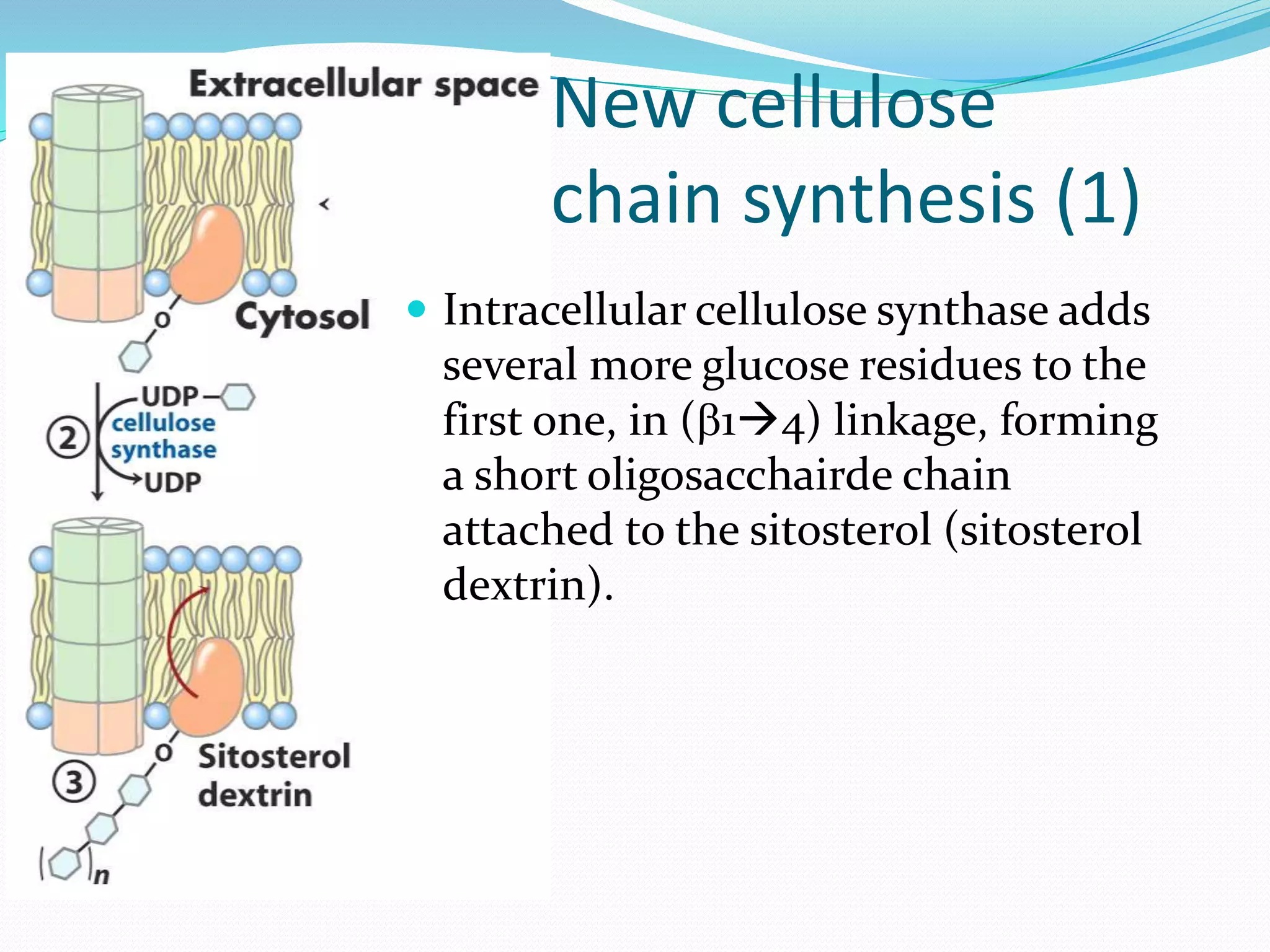 biosynthesis of polysaccharides | PPTX