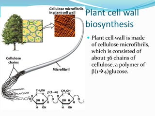 biosynthesis of polysaccharides | PPTX